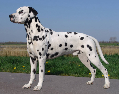 The Three Turnip's: Dalmatier